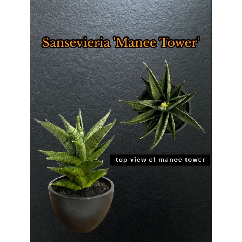 Sansevieria Manee Tower | Shopee Philippines