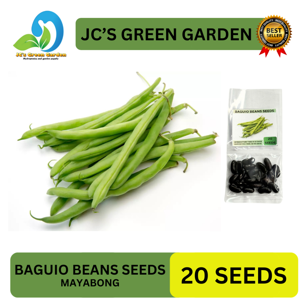 BAGUIO BEANS SEEDS/HYBRID/EASY TO GROW/HIGH YIELDING/BARAK | Shopee ...