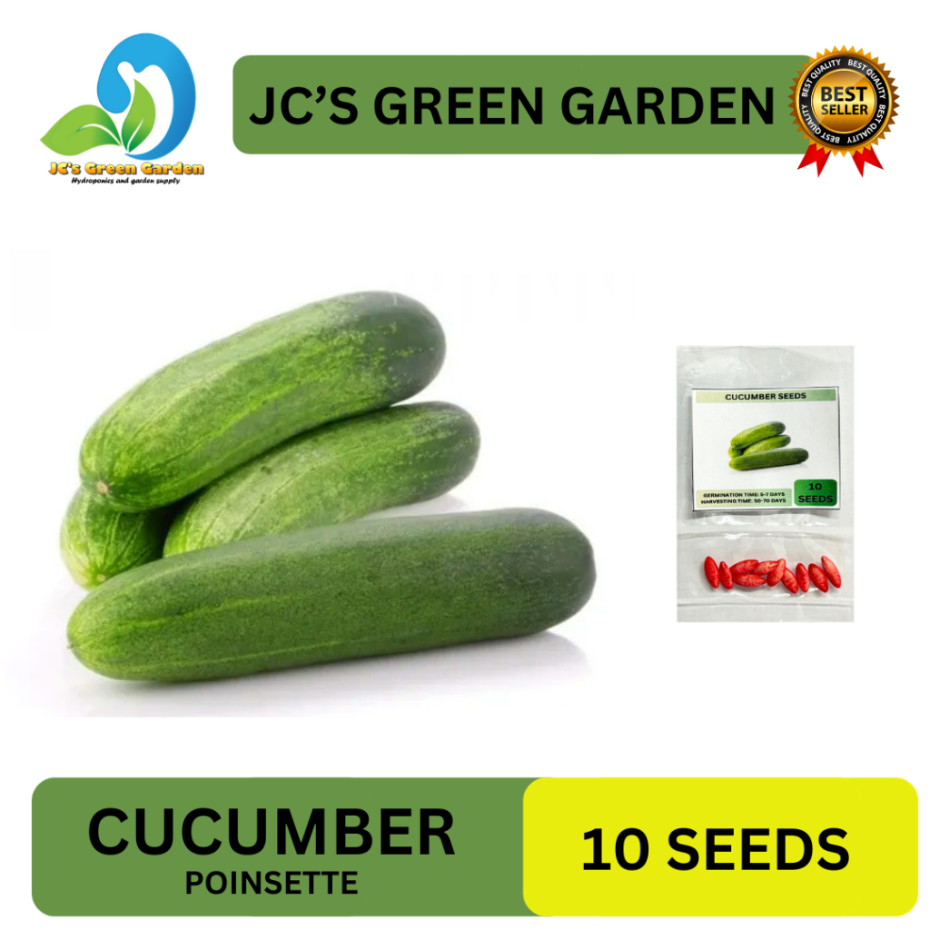 (10 SEEDS) CUCUMBER SEEDS/POINSETTE F1/FOR PLANTING/HIGH YIELDING ...