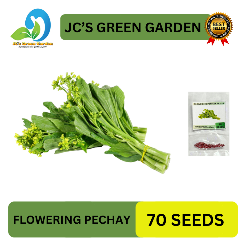 VALUE PACK (70 SEEDS) FLOWERING PECHAY/CHOY-SUM/CHINESE PECHAY/FOR ...