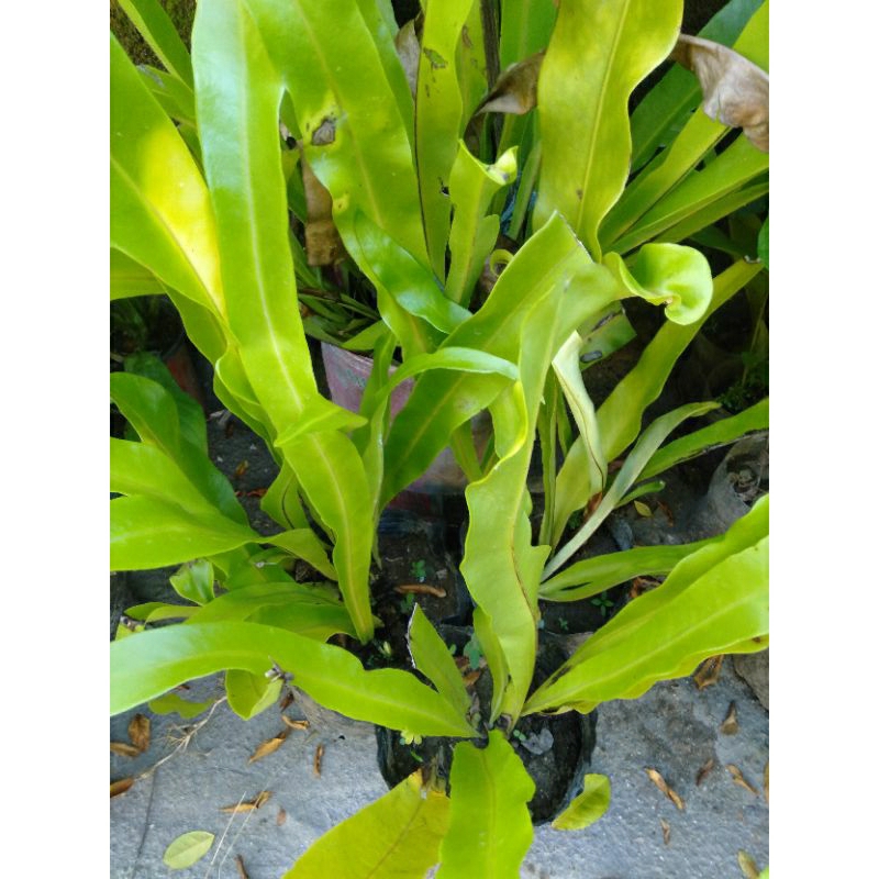 FISHTAIL FERN/MICROSORUM PUNCTATUM/LIVE PLANT (Small-Medium-Big ...