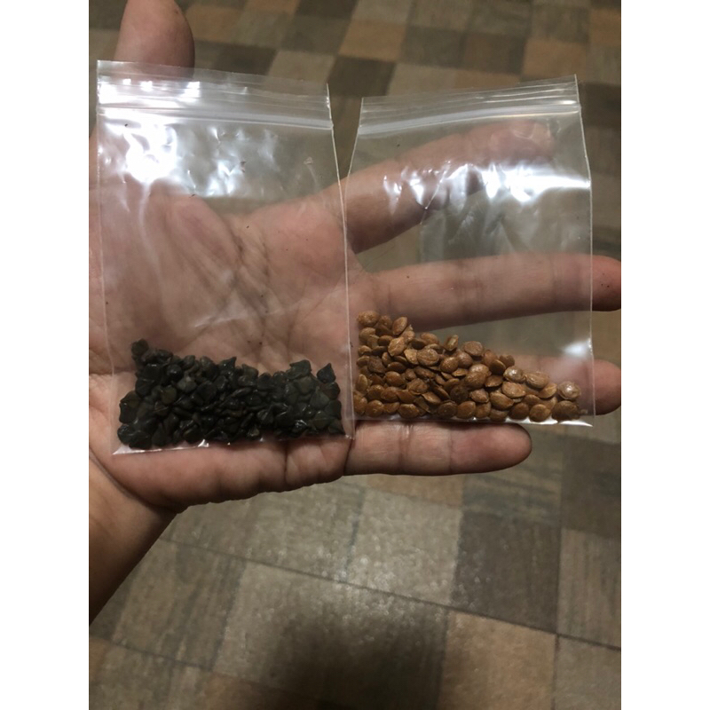 100 seeds/ 50 seeds Acapulco Seeds | Shopee Philippines