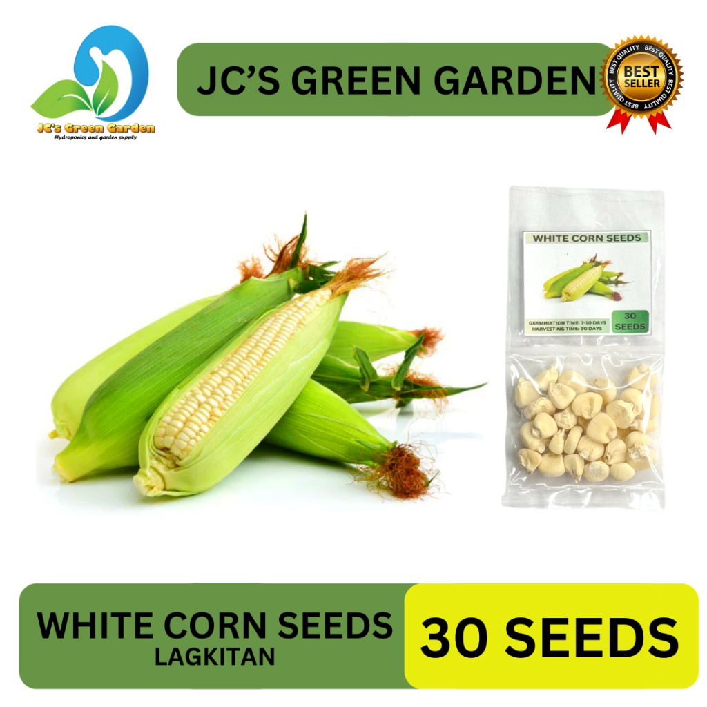 (30 SEEDS) - WHITE CORN SEEDS/LAGKITAN/FOR PLANTING/HIGH YIELDING ...