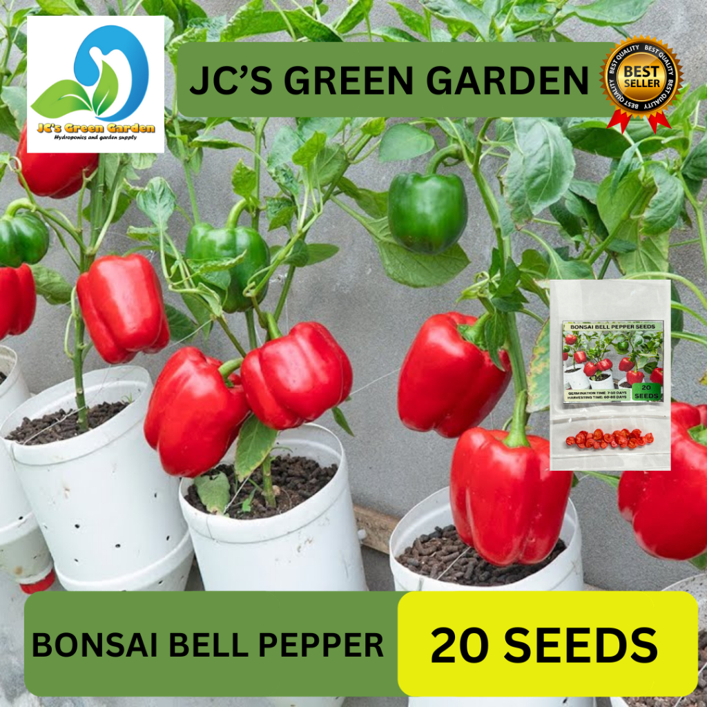 VALUE PACK (20 SEEDS) - BONSAI BELL PEPPER/FOR POTS AND CONTAINER/FAST ...