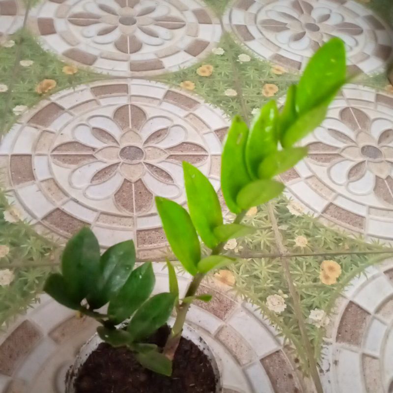 Welcome Plant, Zamio, ZZ Plant (in polybag) | Shopee Philippines