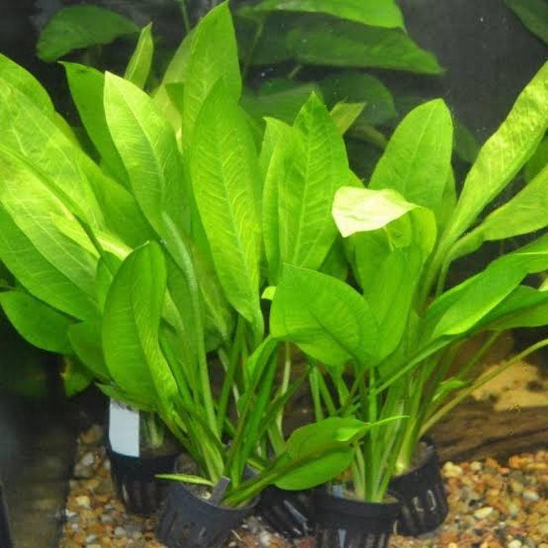 Aquatic Plants For Molly 10+2/20+5 | Shopee Philippines