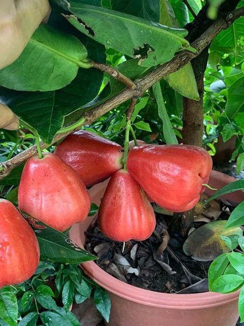 Grafted lotus mist fruit seedlings in pots, black diamond lotus mist ...