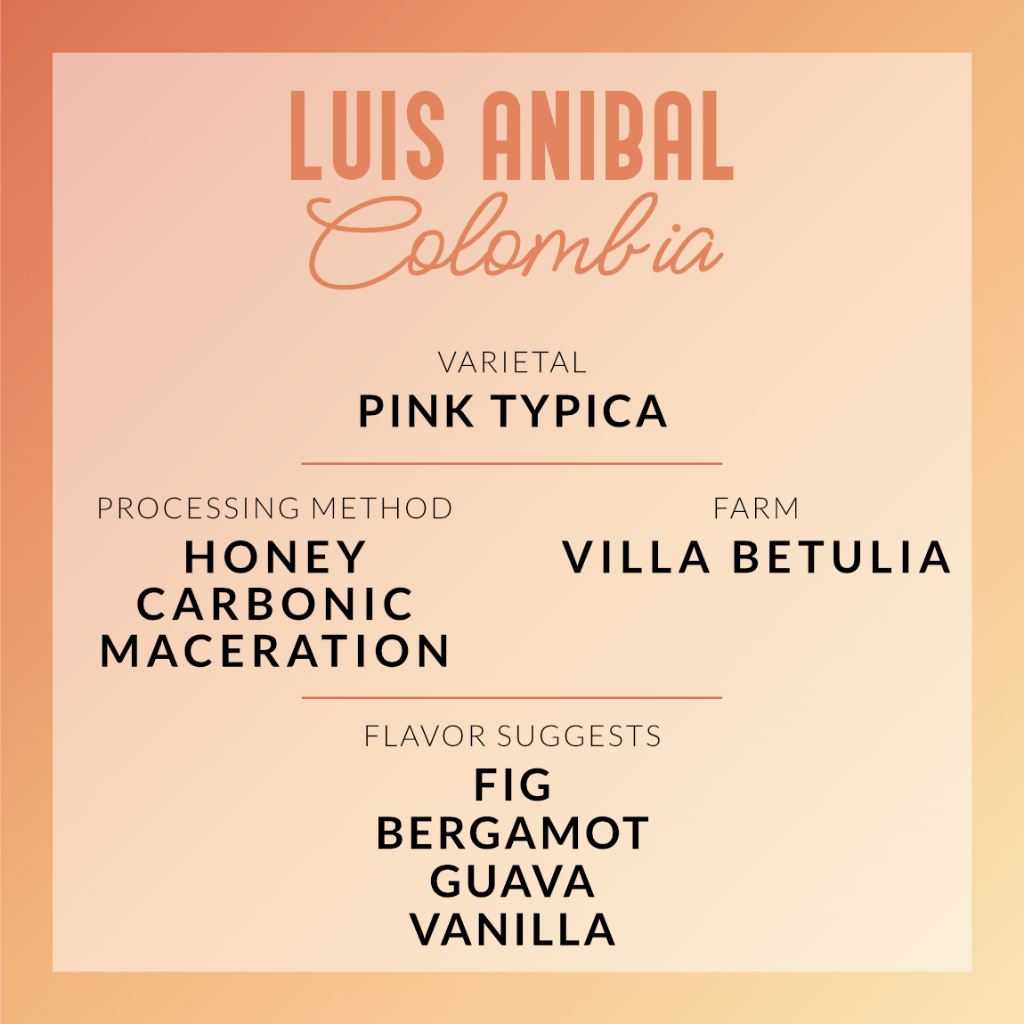 Luis Anibal Pink Typica Honey Colombia 200g - Freshly Roasted Coffee ...