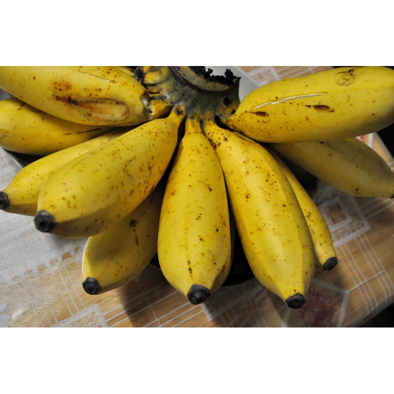 Saging shoot(Latundan) | Shopee Philippines
