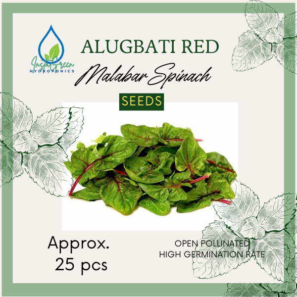 Alugbati (Malabar Spinach Red) Seeds approx. 25 pcs. | Shopee Philippines