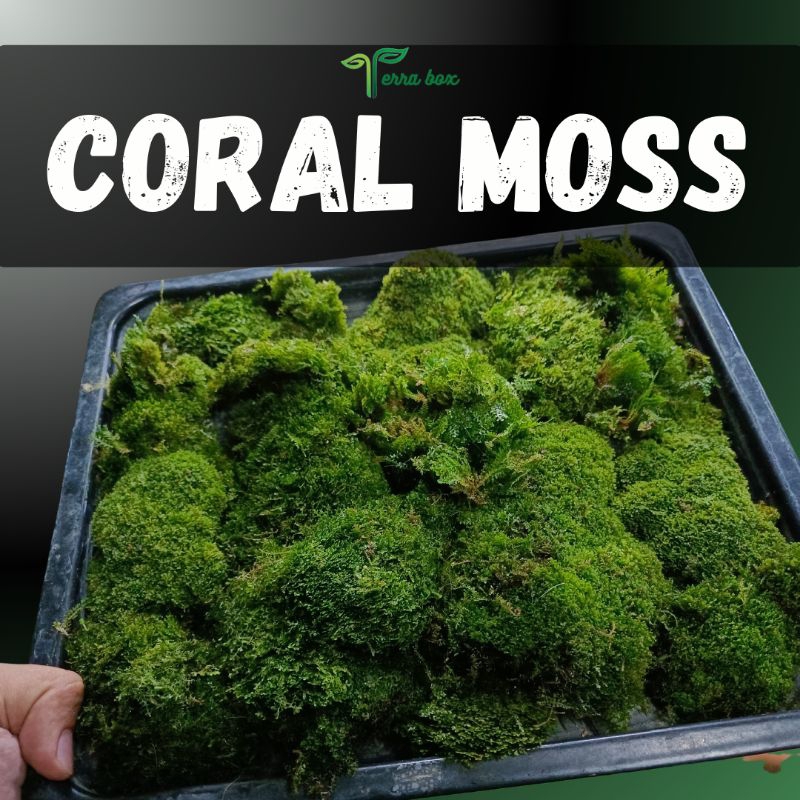 AQUATIC MOSS- JAVA, XMAS, WEEPING, RICCIA, CORAL MOSS FOR YOUR AQUARIM DECORATION | Shopee ...