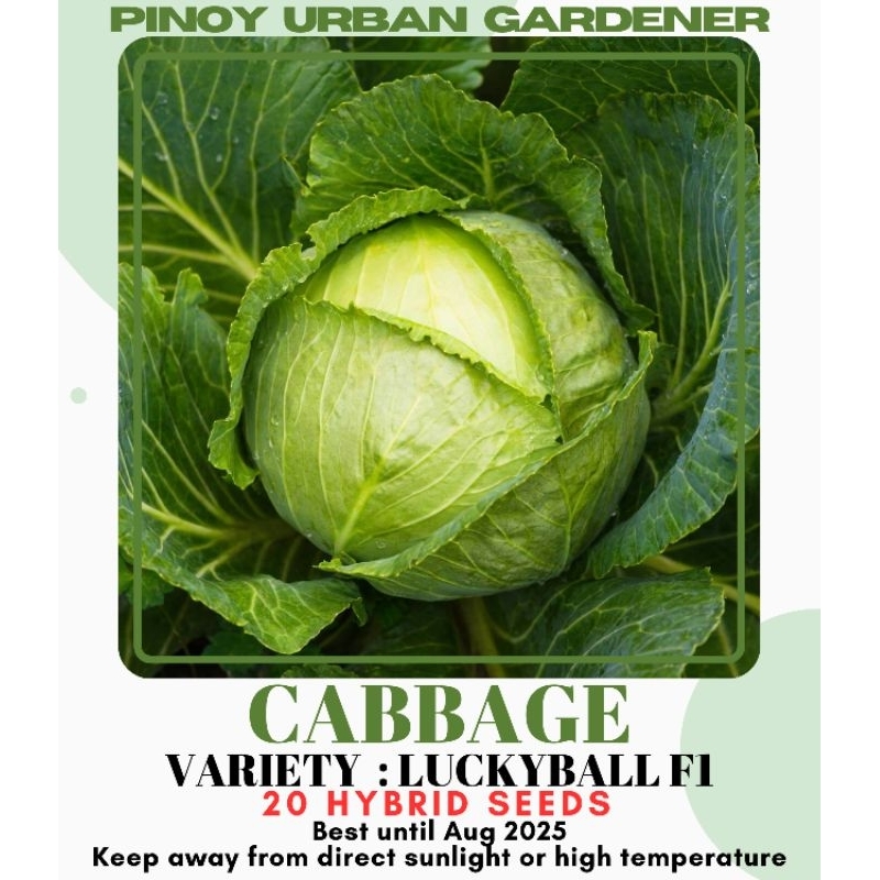 Vegetable Seeds Pechay Kamatis Sili Talong Ampalaya kangkong Okra Sitaw ...