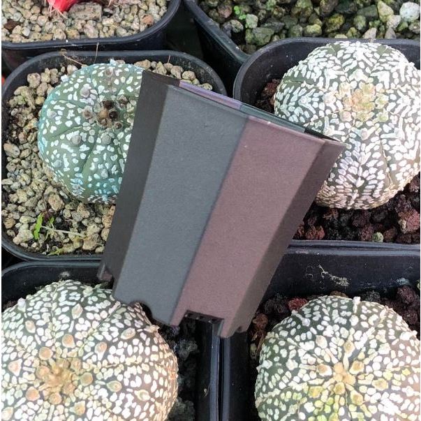 BLACK OCTAGON POT MICRO 5.2cm (10/20/50pcs) MODEL 008A | Shopee Philippines