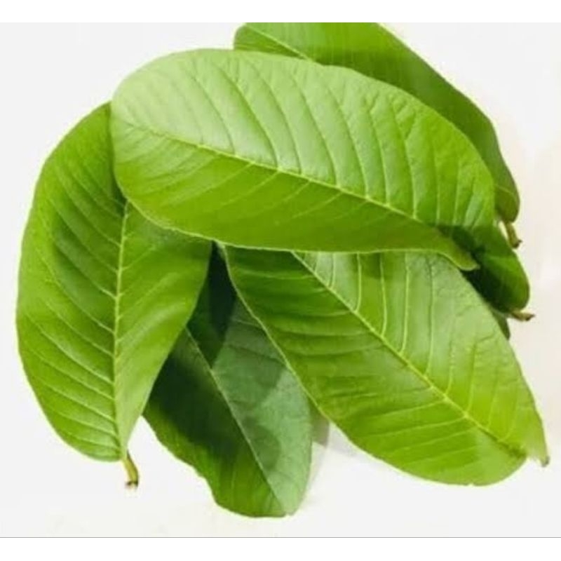 Fresh Guava Leaves/ 50-100pcs | Shopee Philippines