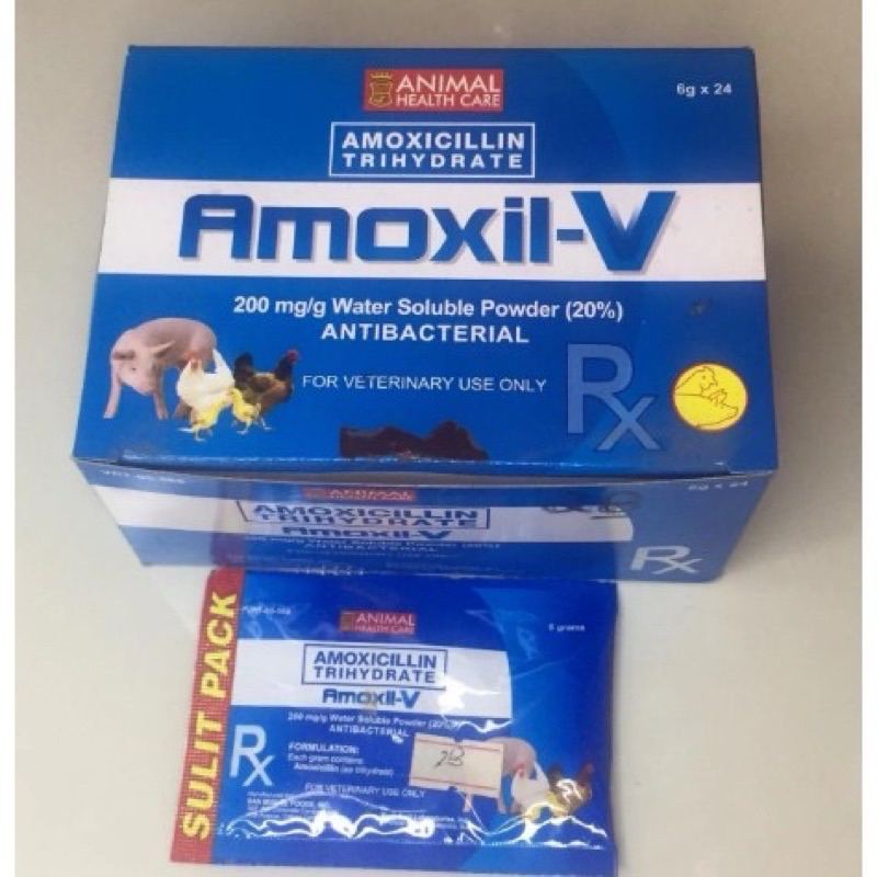 Amoxil V by Bmeg 1 ( sachet ) | Shopee Philippines