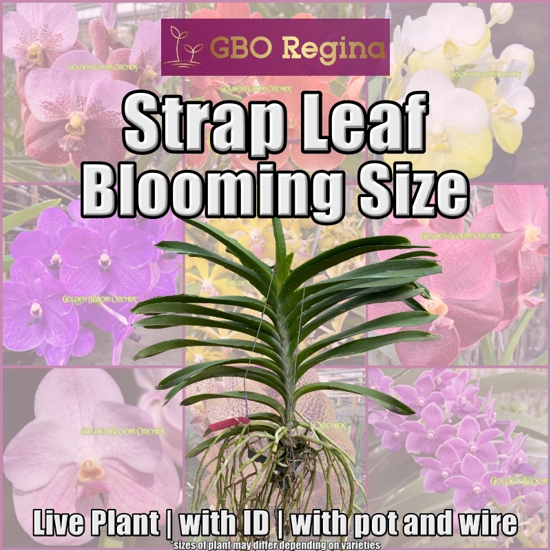 GBO Regina - Orchids: Strap Leaf | Vanda Blooming Size (with ID, pot ...