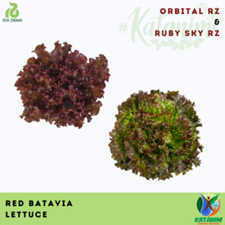 Katanim RED Variety Lettuce Seeds Collection 1 | PELLETIZED 100 seeds ...
