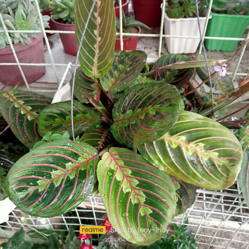 red marantha calathea | Shopee Philippines