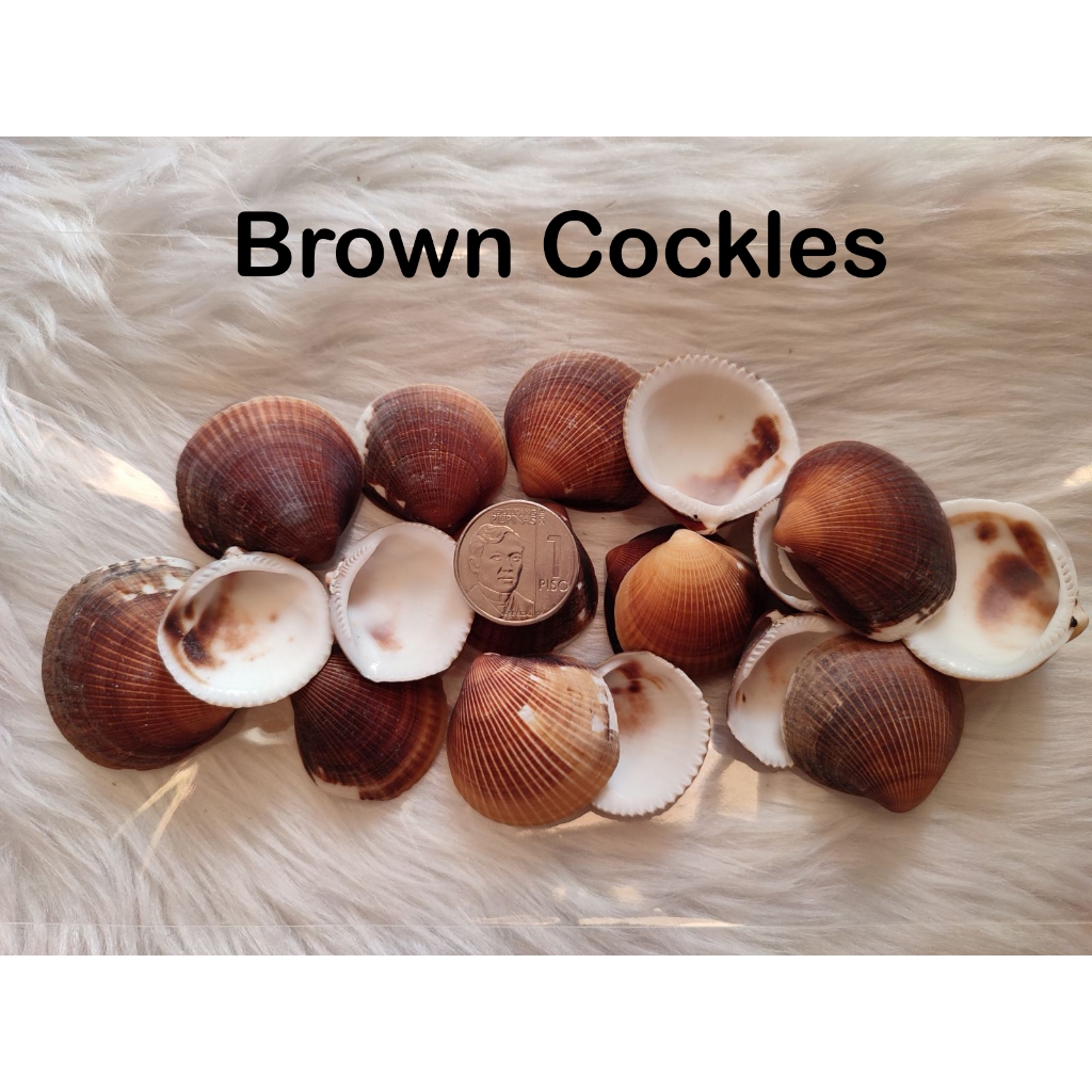 Brown Cockles Sea Shells for Collections, Crafts & Souvenirs (100Grams) | Shopee Philippines