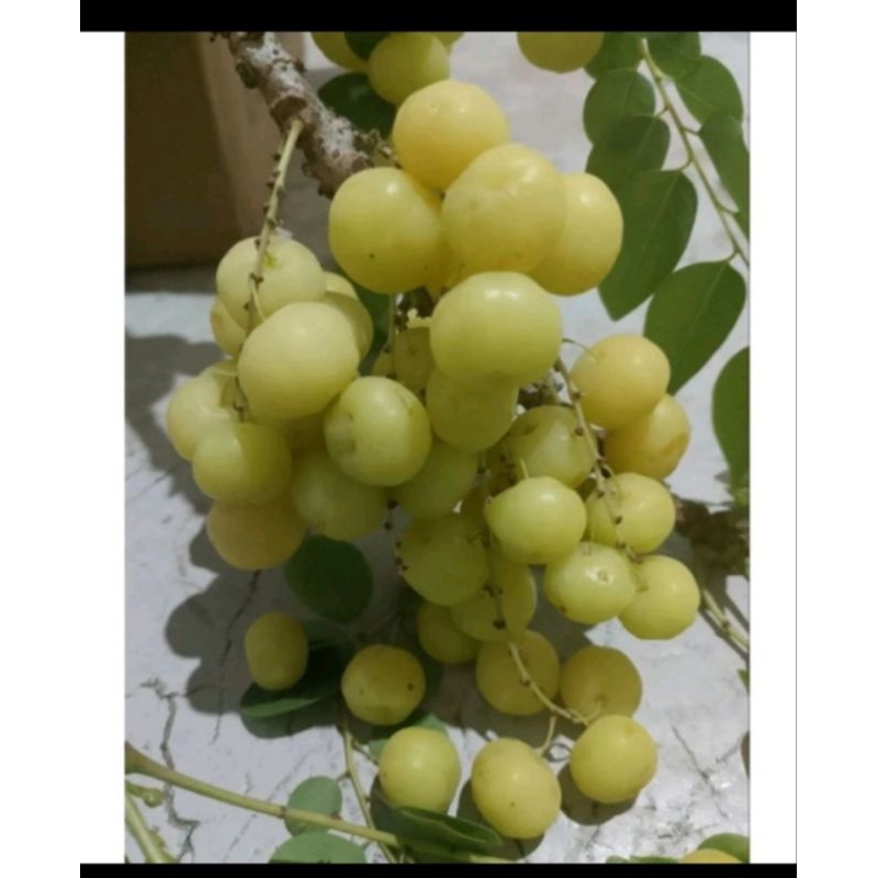 Karamay Seeds/Star Gooseberry Seeds for Planting(10seeds per pack ...