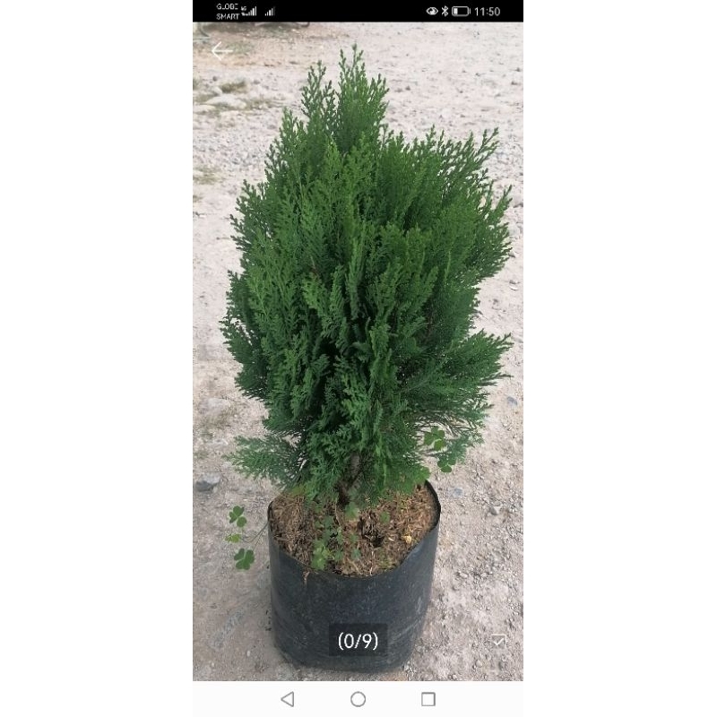Fan cypress pine (15 inches) | Shopee Philippines
