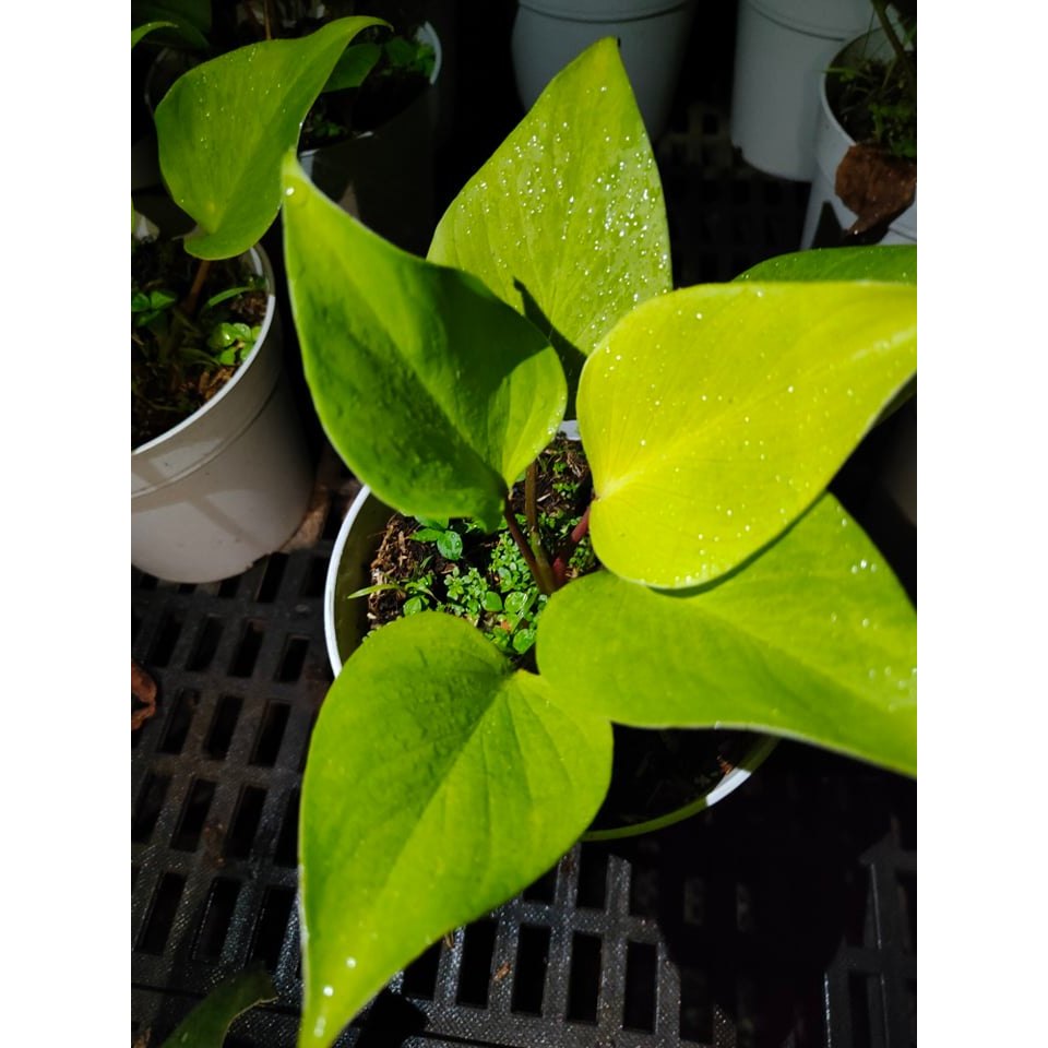 Epipremnum Aureum Neon - Golden Neon Pothos Pothos Collection - Free ...