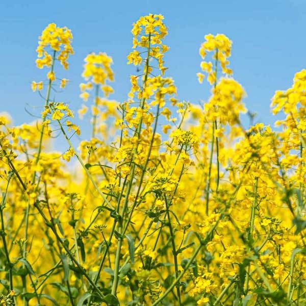 Dwarf Yellow Mustard Flower Seeds Rare Flower Seeds Heirloom Flower ...