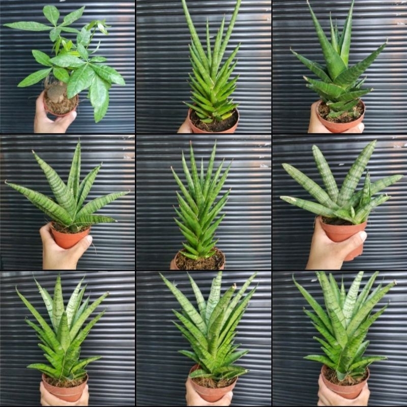 SANSEVERIA VARIETY (boncel, mini boncel, hybrid, torch) | Shopee ...