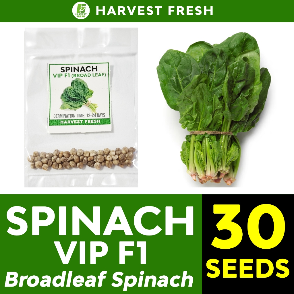 Vegetable Seeds - Ampalaya Upo Okra Sitao Bataw Kalabasa Patola Sitsaro ...