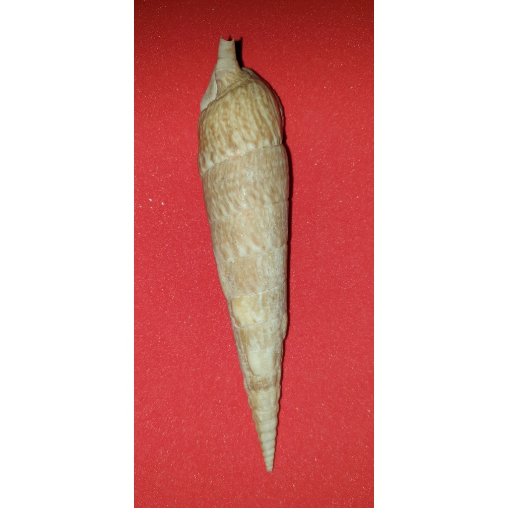 Seashell for collection. PSEUDOVERTAGUS NOBILIS. | Shopee Philippines