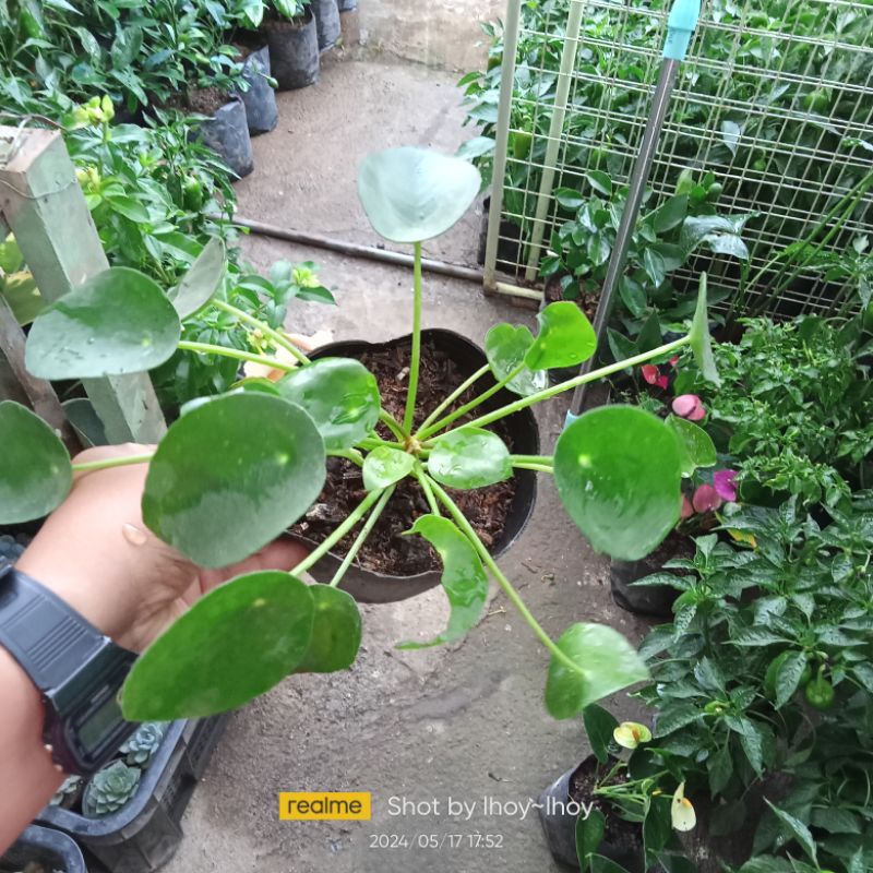 pelia peperomioides/Chinese plant lucky/money attractor | Shopee ...