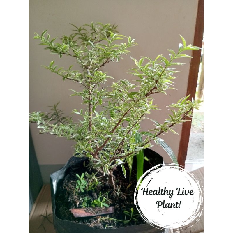 Japanese Suamei / Shu Mei (Silver) flowering plant Maganda at Mabango ...