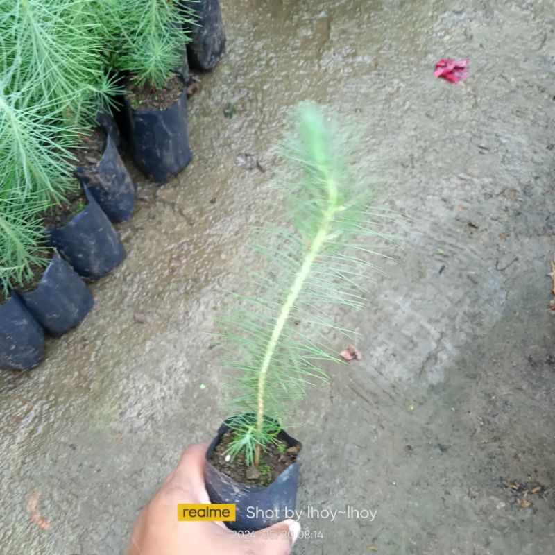 pine tree benguet -baguio pines seedling | Shopee Philippines