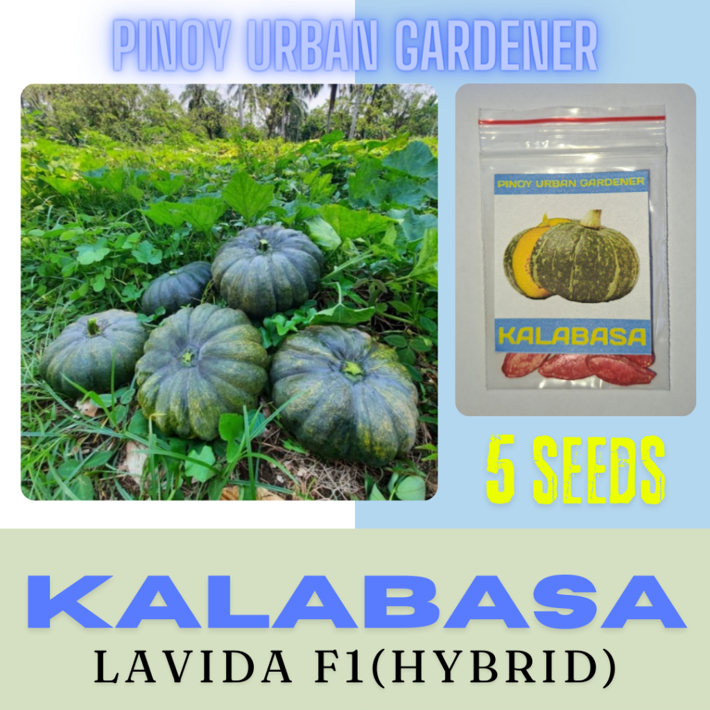 Vegetable Seeds Pechay Kamatis Sili Talong Ampalaya kangkong Okra Sitaw ...
