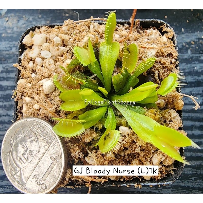 GJ Bloody Nurse Venus FlyTrap ( Fly Trap ) | Shopee Philippines