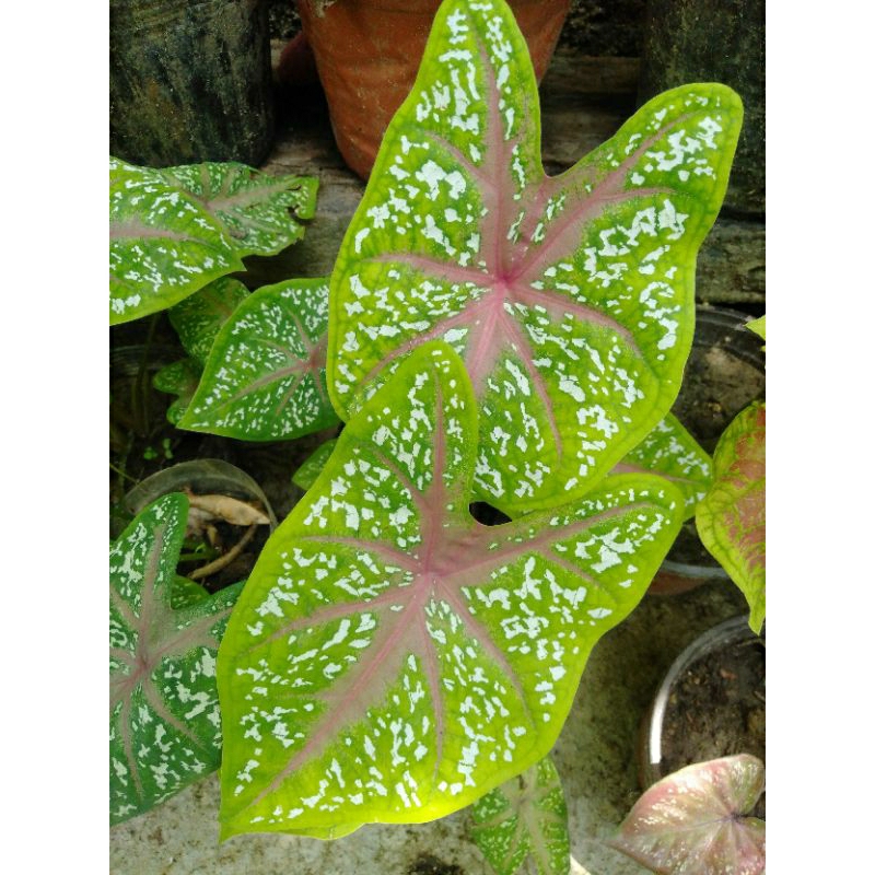 CALADIUM VARIETIES/LIVE PLANT(SOLD PER PLANT) | Shopee Philippines