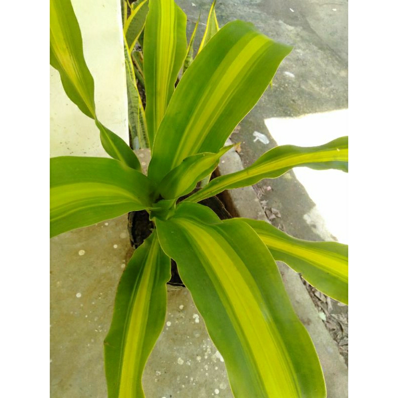 DRACAENA FRAGRAN'S/CORN PALM/FORTUNE PLANT/LIVE PLANT/(small -medium ...