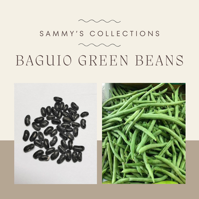BAGUIO GREEN BEANS Seeds (6 seeds) for Planting / Gardening | Shopee ...