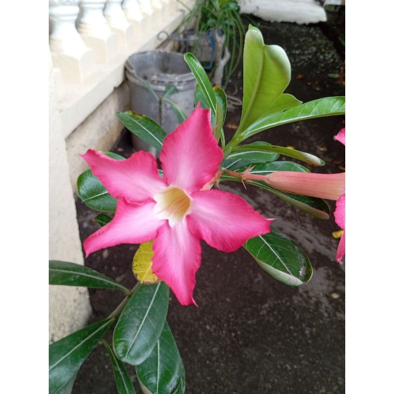 kalachuchi fresh cuttings only | Shopee Philippines