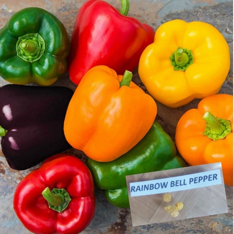 Rainbow Bell Pepper Seeds (4Pcs/Pack) | Shopee Philippines