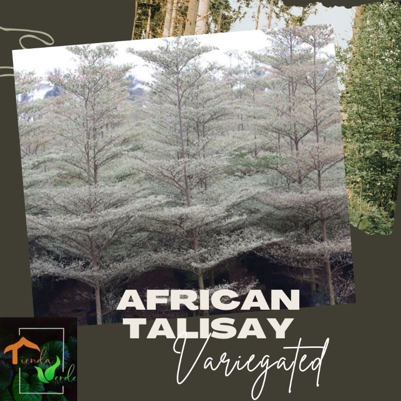 African Talisay Variegated in a Pot for House and Garden Decorations ...