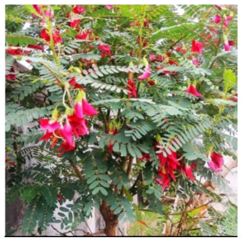 Red Katuray Seedling/Live Plant Ready to Replanting(1pc) | Shopee ...