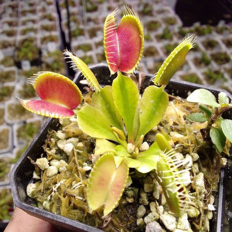 Venus Flytrap TOWERING GIANT (potted / carnivorous plant / seeds ) | Shopee Philippines