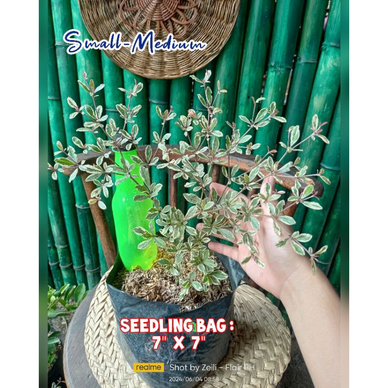 ‼️Variegated African Talisay • Garden Decoration | Shopee Philippines