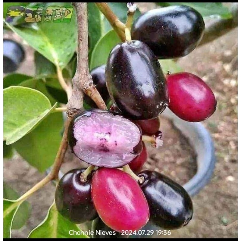 Giant Lomboy Seedling/live plant | Shopee Philippines