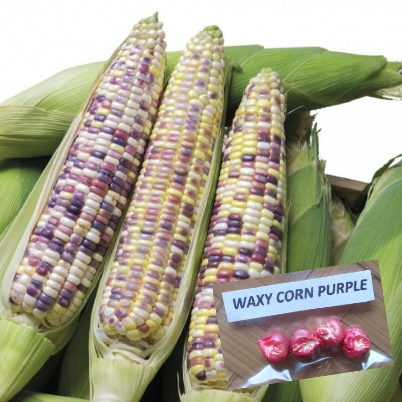 Waxy Corn Bicolor Seeds (4Pcs/Pack) | Shopee Philippines