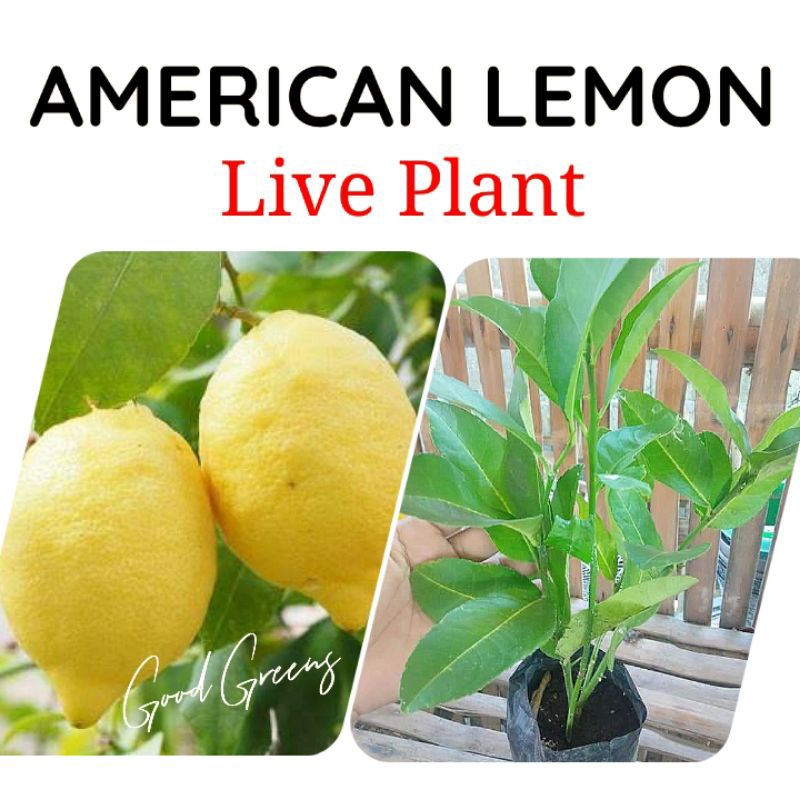 American Lemon Seedlings, Lemon | Shopee Philippines
