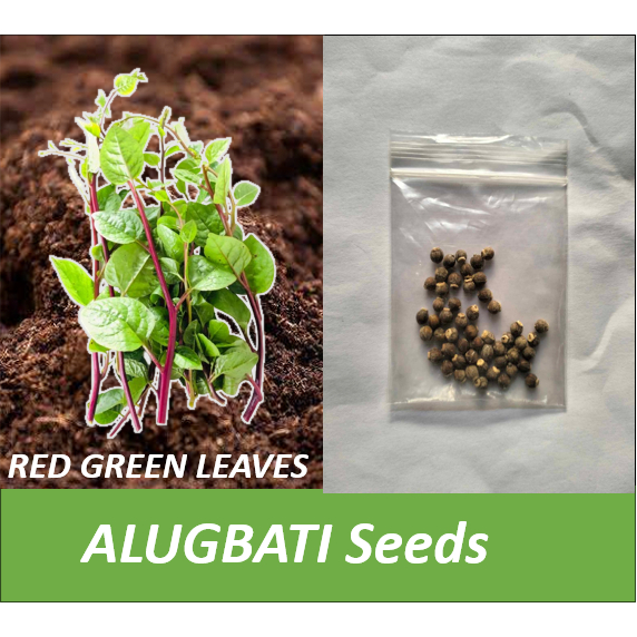ALUGBATI Seeds (Red leaves) | Shopee Philippines