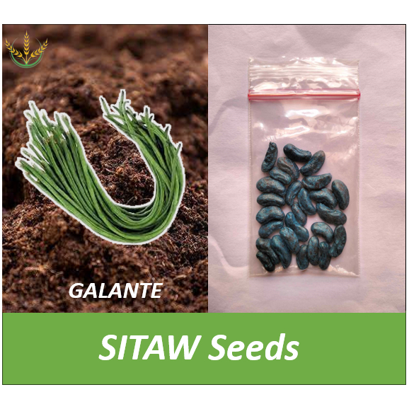 SITAW Seeds (Galante Variety) | Shopee Philippines