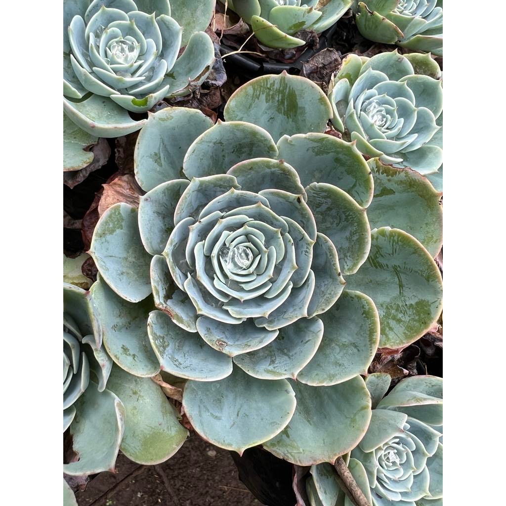 ROSE CABBAGE SUCCULENT - LIVE PLANT FOR SALE BEST PRICE (Complete with ...